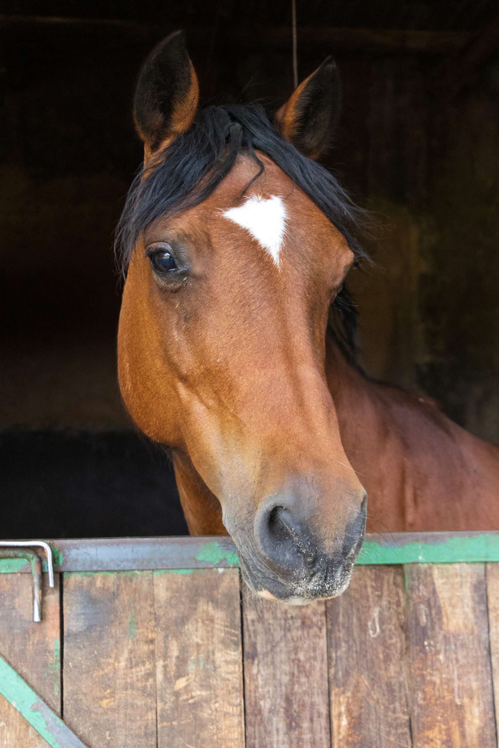 News - Sun Valley Stables